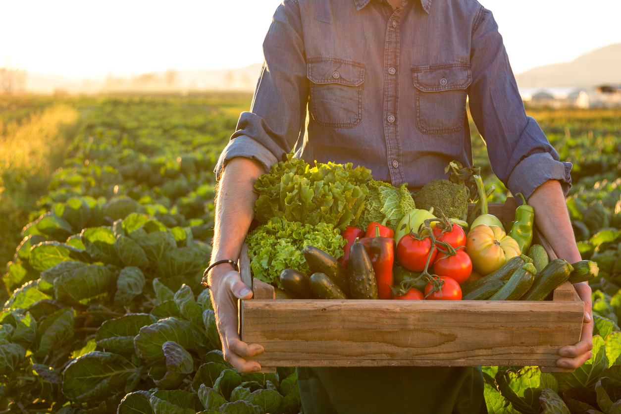 Why Growing Your Own Food Could Help Save The Planet - Greenmoxie™