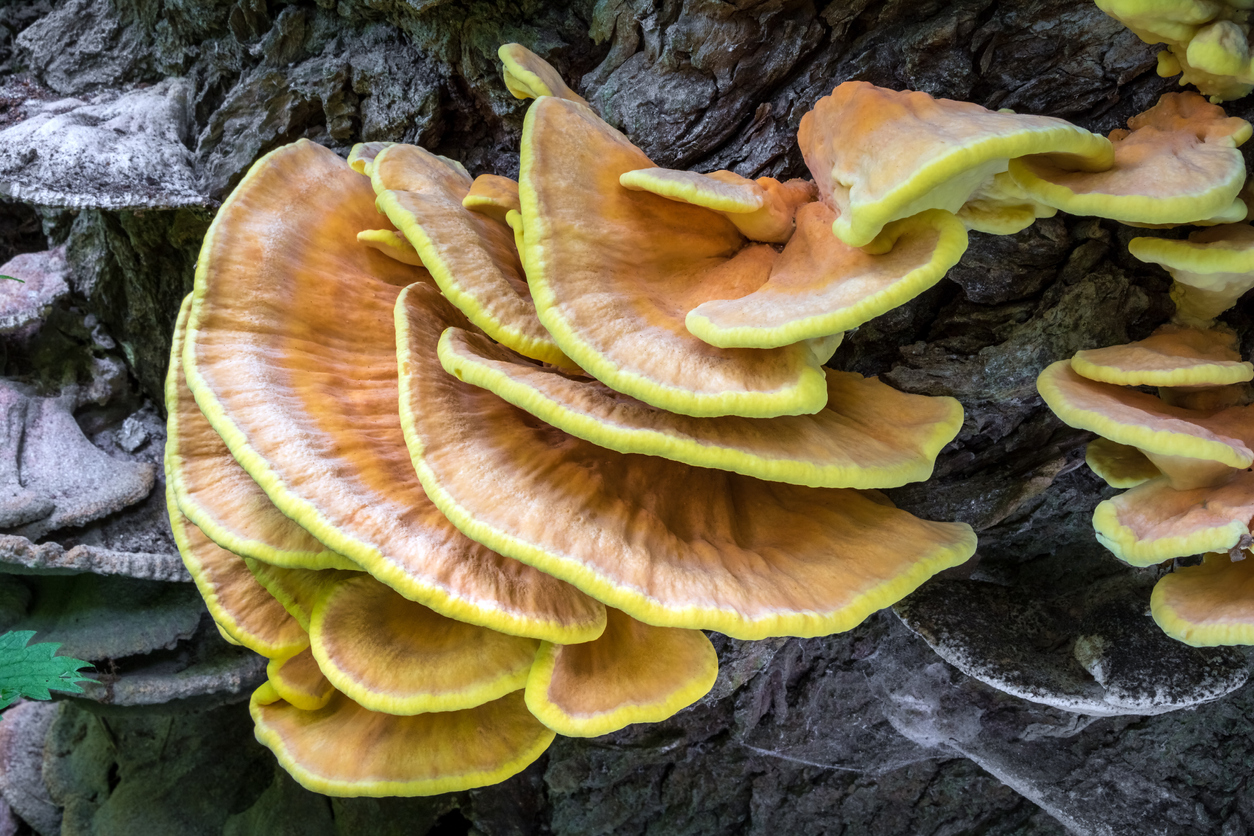 Foraging Fungi: Chicken of the Woods - Greenmoxie™