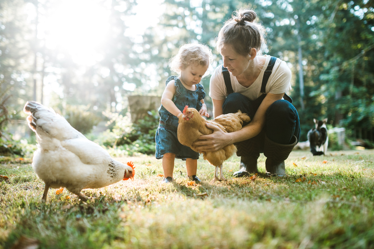A Beginner’s Guide to Keeping Chickens - Greenmoxie™