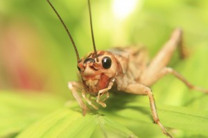 Survival Skills: Telling the Temperature with Crickets - Greenmoxie™
