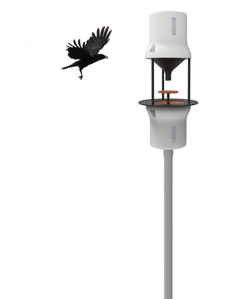 How You can Help Train Crows to Pick up Garbage - Greenmoxie™