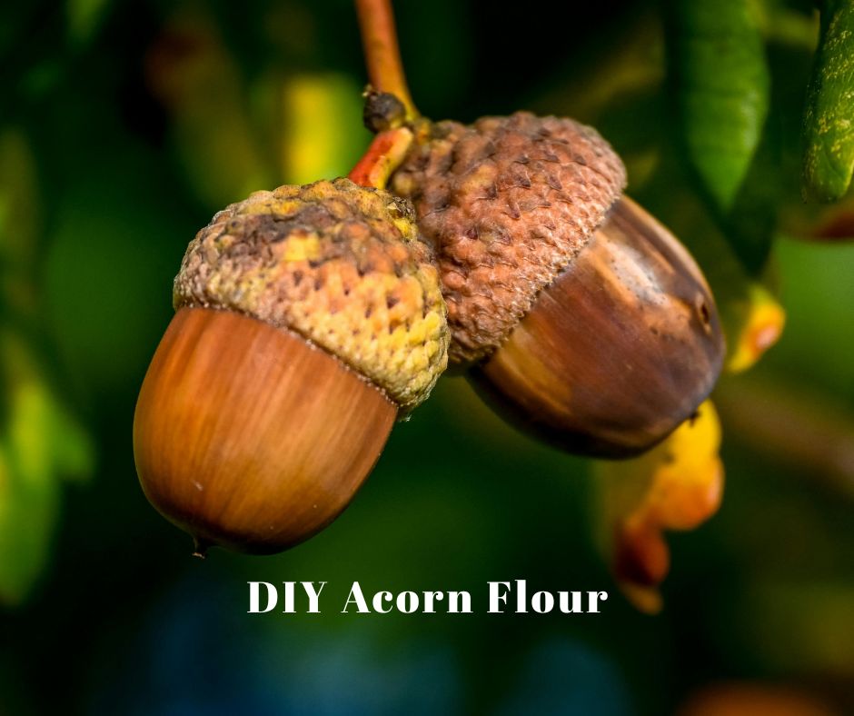 How to Make Acorn Flour - Greenmoxie™
