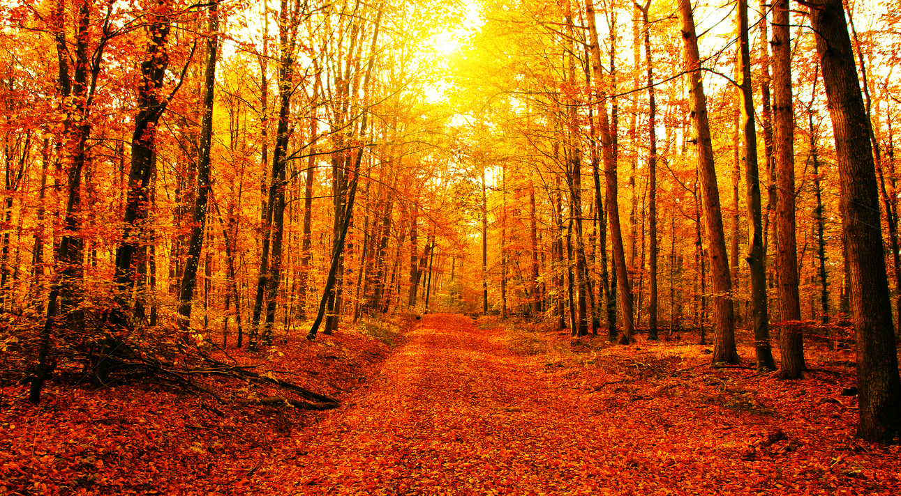 Best Hiking Routes for Fall Colors in the U.S. - Greenmoxie™