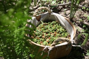 How to Forage for Fiddlehead Ferns - Greenmoxie™