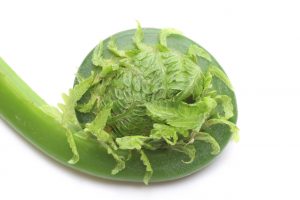 How to Forage for Fiddlehead Ferns - Greenmoxie™