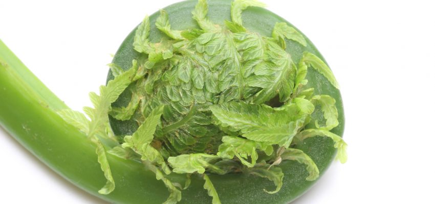 How to Forage for Fiddlehead Ferns - Greenmoxie™