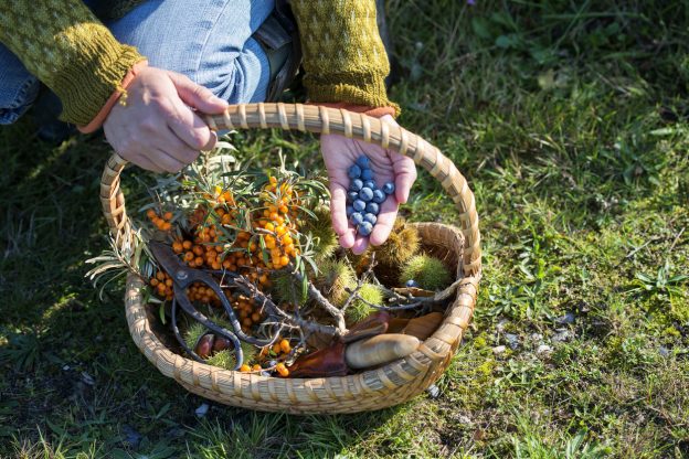 Fall Foraging Made Easy with the Falling Fruit Map - Greenmoxie™