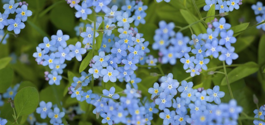 Foraging for Edible Wild Flowers - Greenmoxie™