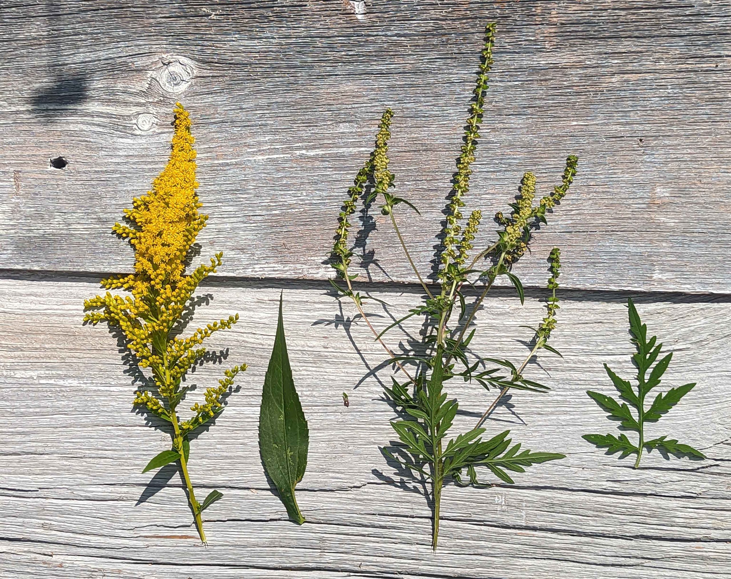 Goldenrod Jelly Recipe - Greenmoxie™