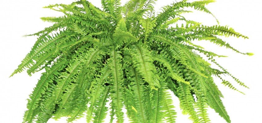 5 Plants That will Make your Office a Happier Place - Greenmoxie™