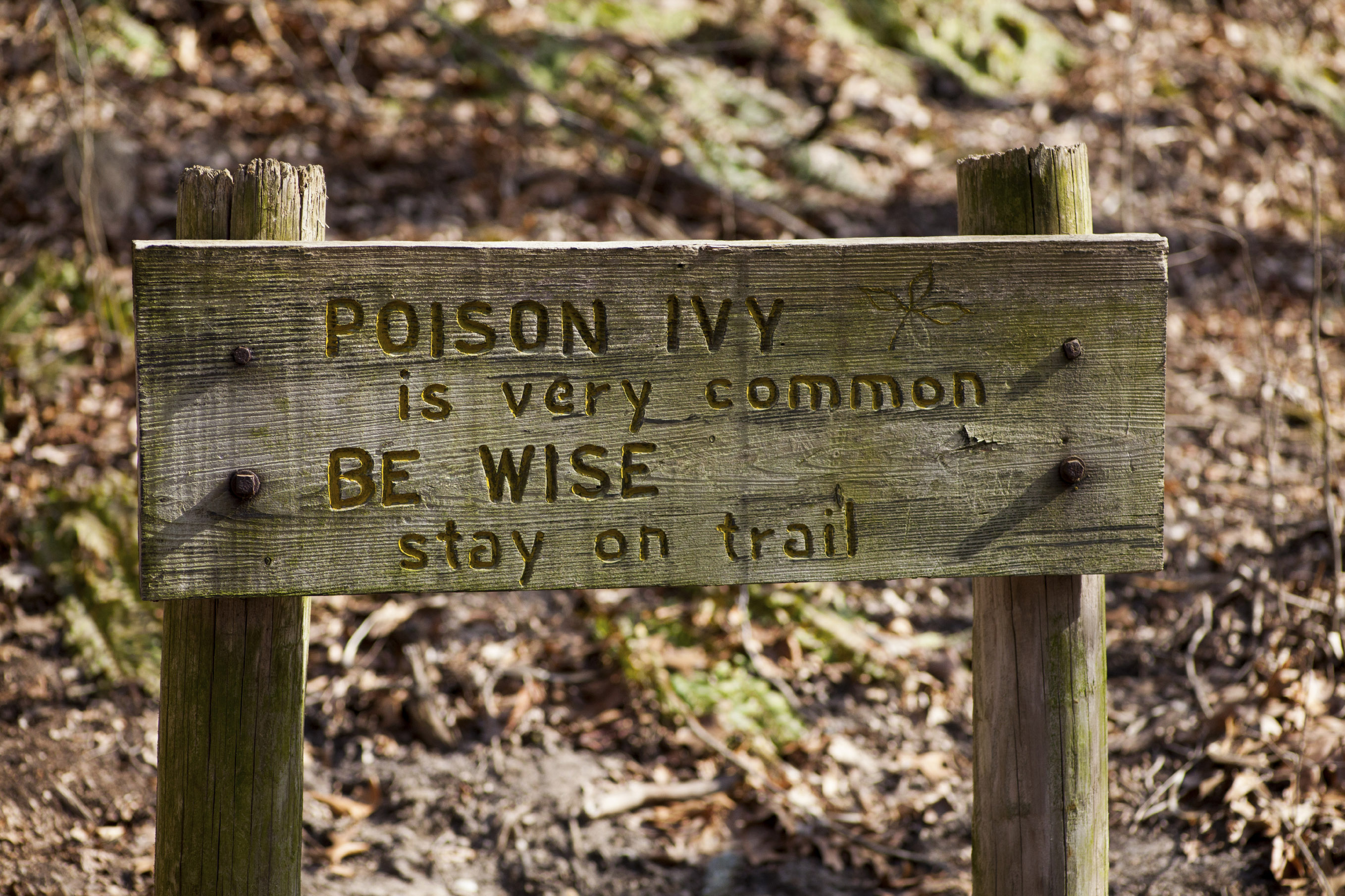 Poisonous Plants that cause Burns and Blindness - Greenmoxie™
