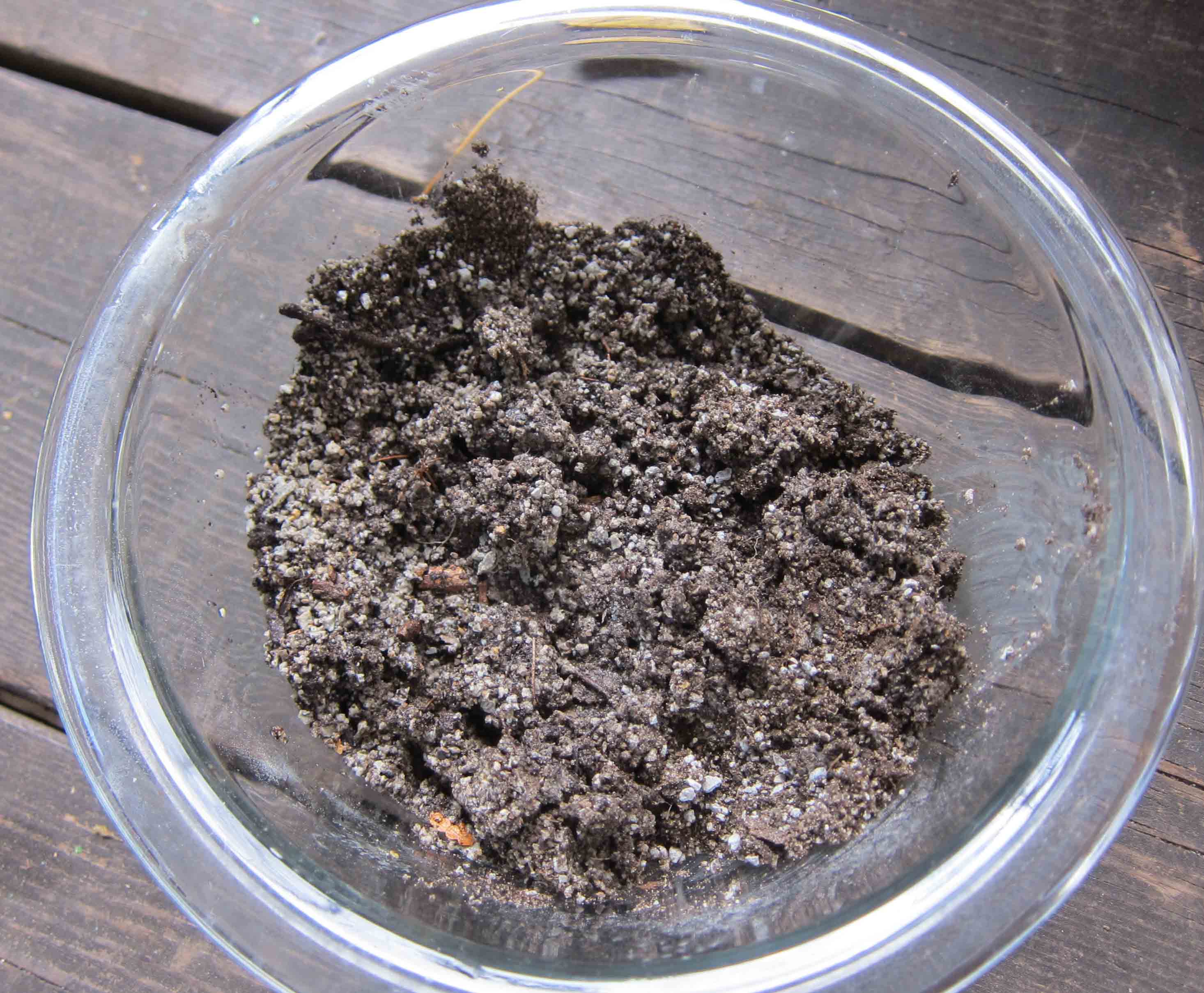 DIY Seed Bombs for Guerrilla Gardeners - Greenmoxie™