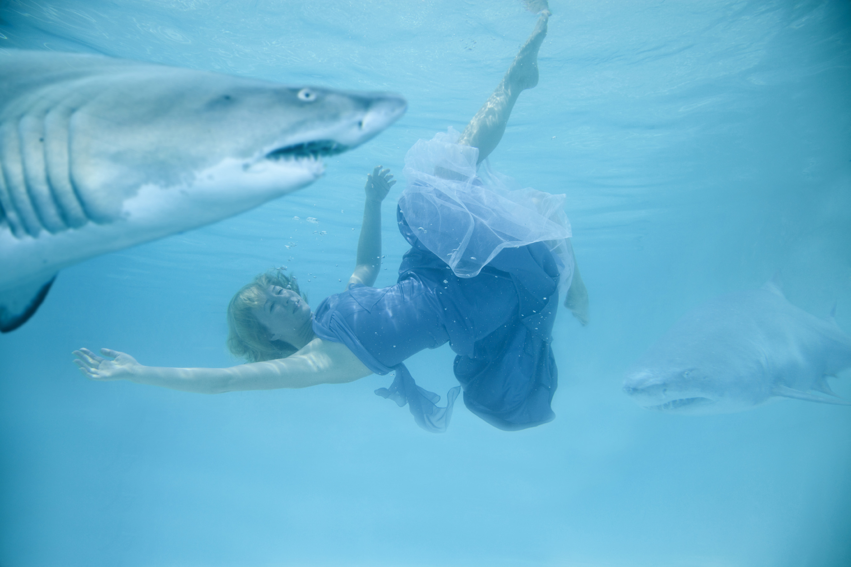 How can you Survive a Shark Attack? [Tips] - Greenmoxie™