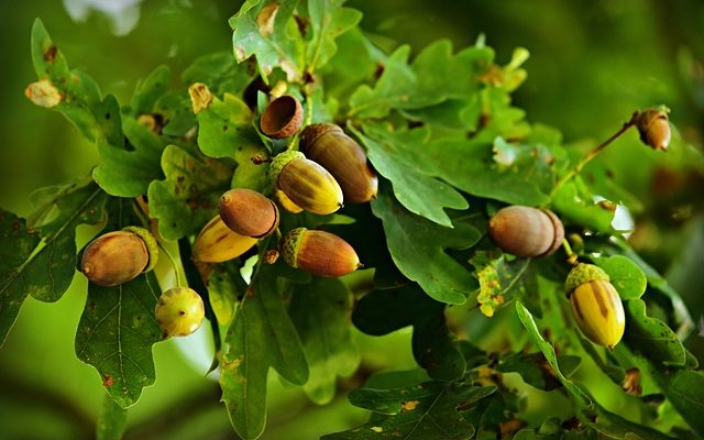 Survival Skills: How to Forage Wild Edibles - Greenmoxie™