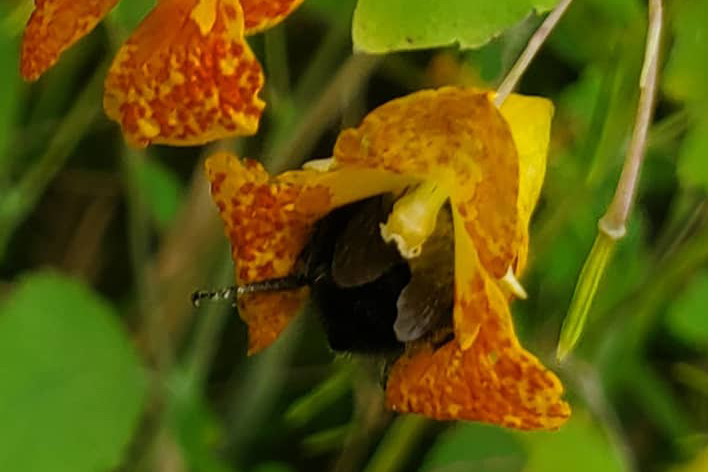 Bumblebees: Why they Rock and How You Can Save Them - Greenmoxie™